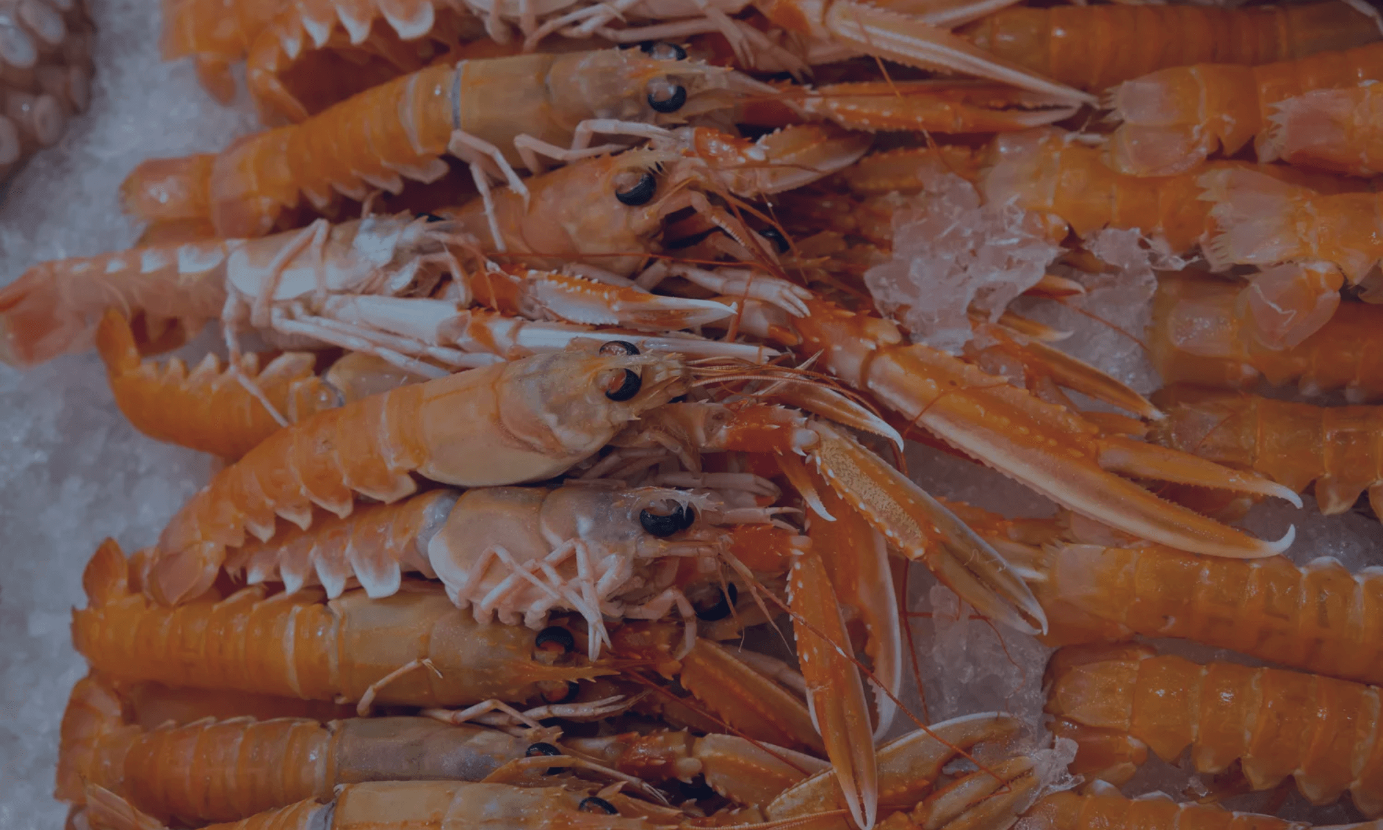 Aschums Seafood AB | Norwegian Seafood Wholesale Supplier
